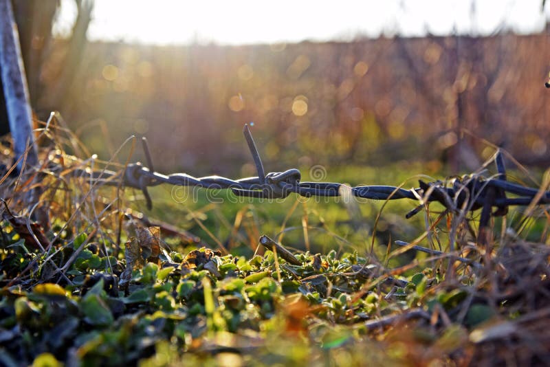 Sharpwire Stock Photos - Free & Royalty-Free Stock Photos from Dreamstime