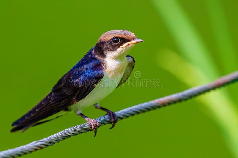 Wire Tail Swallow Juvenile a Close Up Stock Photo - Image of light ...