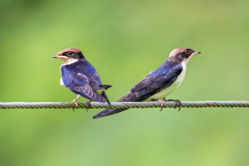 Wire Tail Swallow Juveniles Sitting on a Wire Stock Image - Image of ...