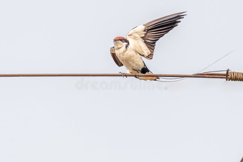 A Wire Tail Swallow Landing Stock Photo - Image of flying, branch ...