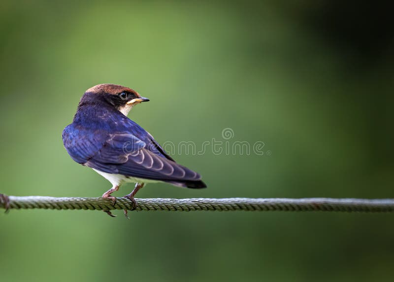 Wire Tail Swallow Looking Back Stock Photo - Image of tail, blurred ...