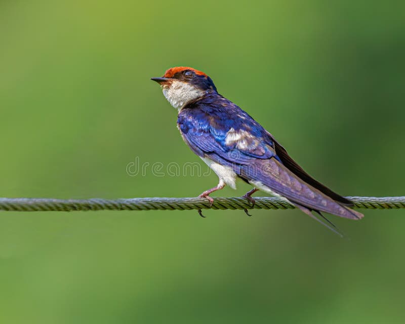Wire Tail Swallow Looking into Sky Stock Photo - Image of swallow ...