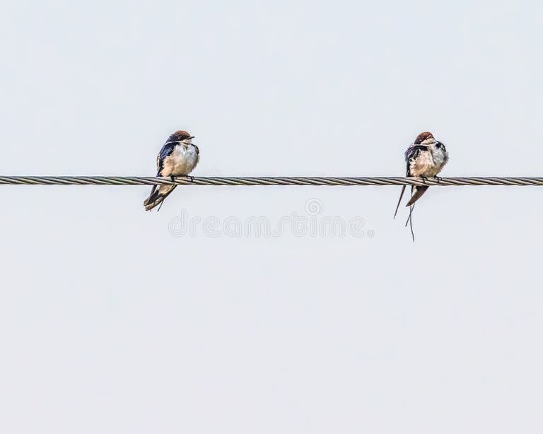 Wire tail swallow stock photo. Image of conversation - 358664902