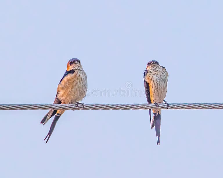 Wire Tail swallow stock photo. Image of machine, beak - 367079684