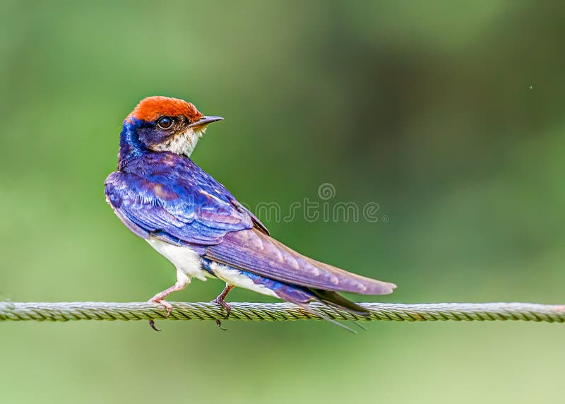 Wire Tail Swallow in a Questionable Mood Stock Photo - Image of flight ...