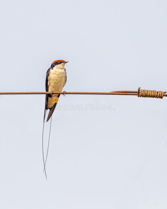 A Wire Tail Swallow Resting Stock Photo - Image of wildlife, outdoors ...