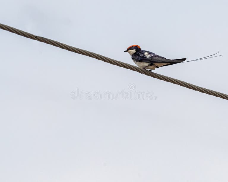 A Wire Tail Swallow Resting Stock Image - Image of young, wire: 277844707