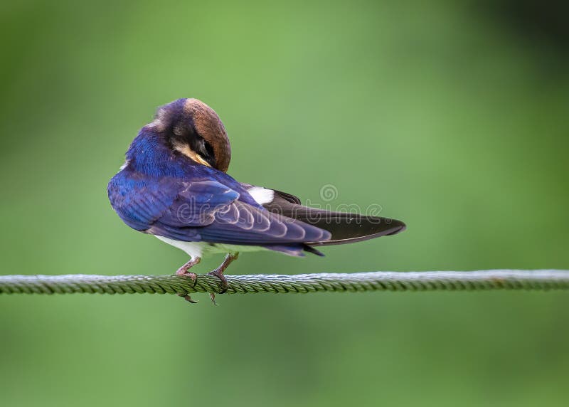 Wire Tail Swallow Resting on a Wire Stock Photo - Image of bird ...