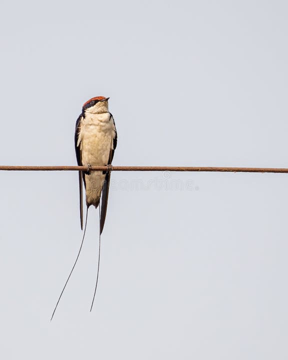 Wire Tail Swallow sitting stock image. Image of front - 260071227