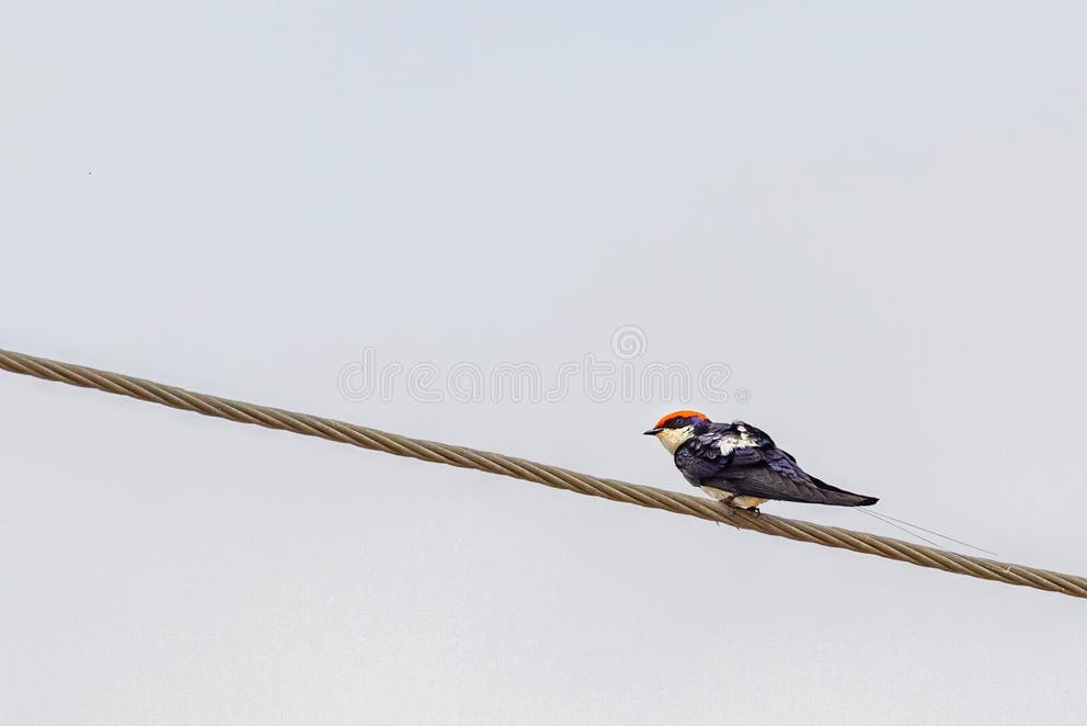 A Wire Tail Swallow Sitting Stock Photo - Image of tree, green: 277557746