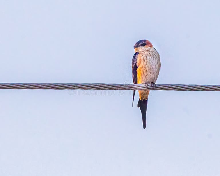 Wire Tail swallow stock image. Image of feather, blue - 367079697