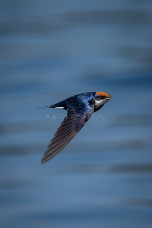 Wire-tailed Swallow with Catchlight Flies Across River Stock Image ...
