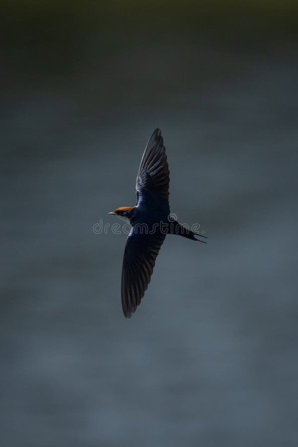 Wire-tailed Swallow Flies Over Water Spreading Wings Stock Photo ...