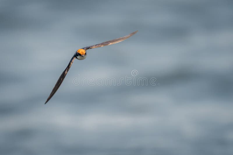 Wire-tailed Swallow Flies Over Water Towards Camera Stock Photo - Image ...