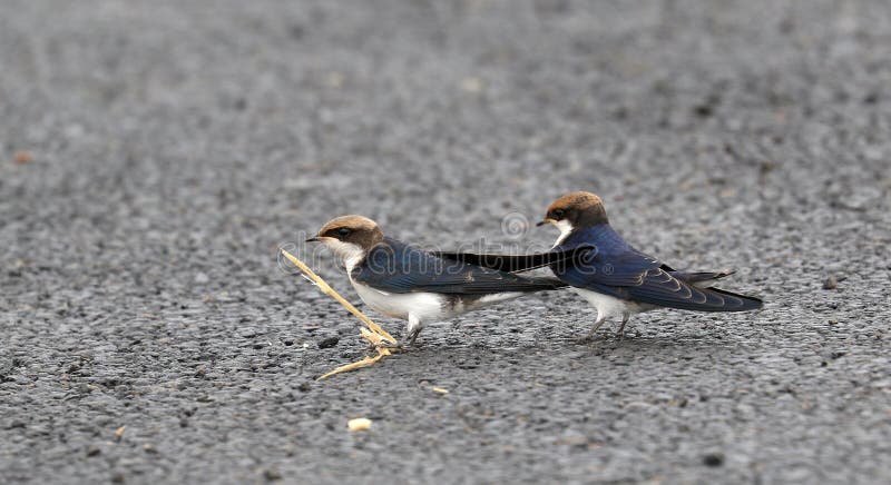Wire tailed swift stock photo. Image of headed, mouth - 122306924