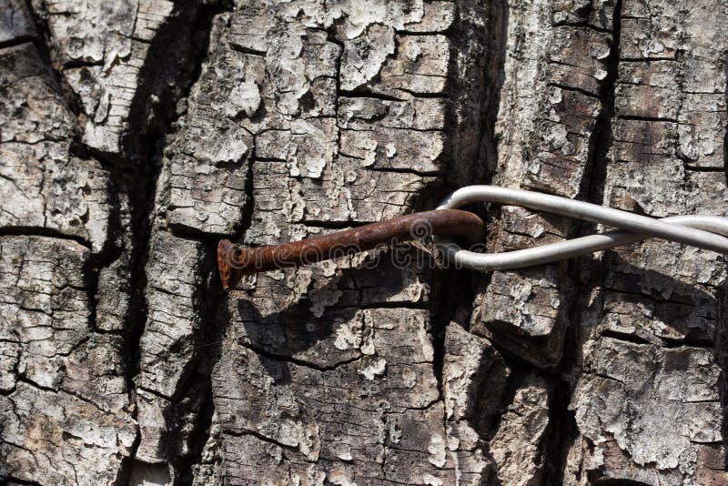 Wire on the tree bark stock photo. Image of post, agriculture - 100497002