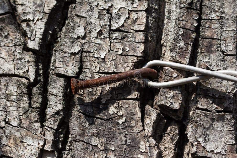 Wire on the tree bark stock photo. Image of post, agriculture - 100497002