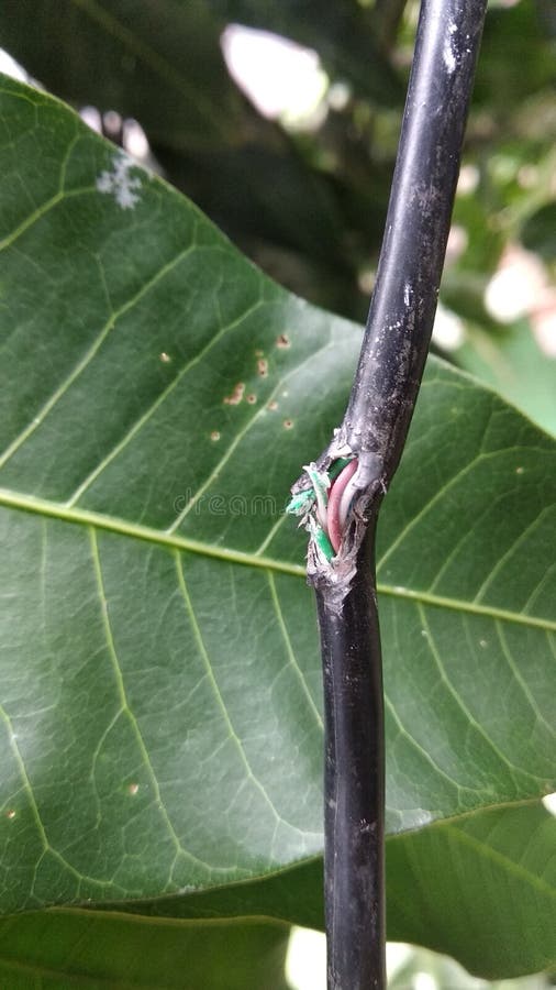 The Wire Was Bited by the Rat Stock Photo - Image of invertebrate ...