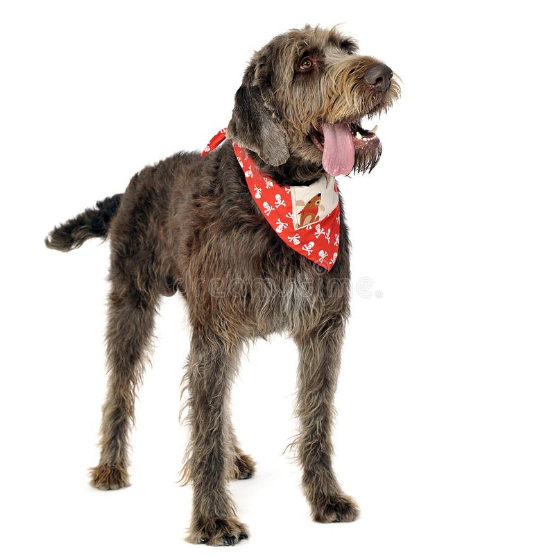 Wired Hair German Pointer Staying with Open Mouse in a White Stu Stock ...