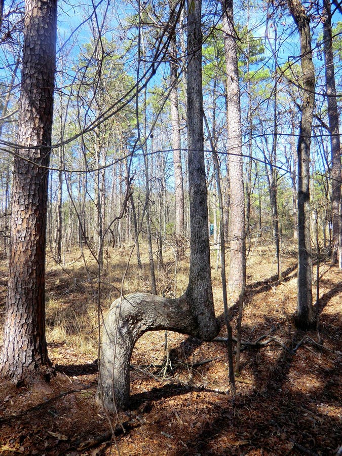 Wired shaped tree trunk stock photo. Image of crooked - 242222034