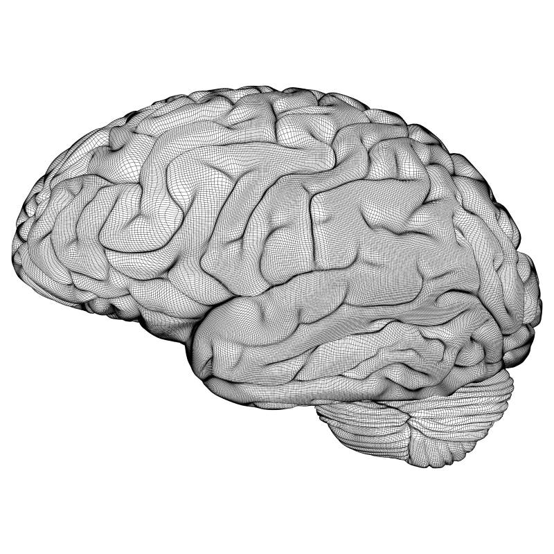 3D Wireframe Brain Illustration on Blue Graphic Layout Stock Vector ...