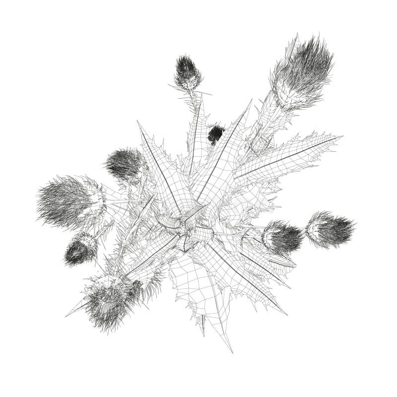 Wireframe of Detailed Plant from Black Lines on White Background. View ...