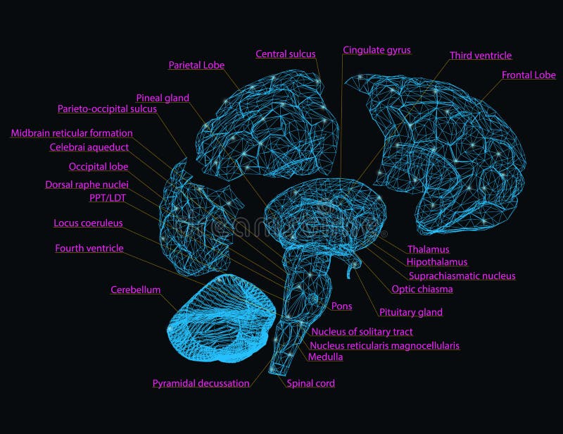Human brain mapping names - picturesmsa
