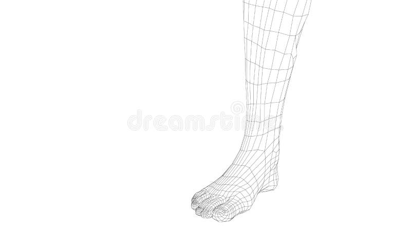 Wireframe Leg. Close-up View Stock Vector - Illustration of isolated ...