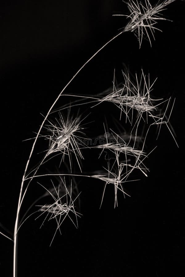 Wiregrass Aristida Sp BW 14488 Stock Image - Image of monochrome ...