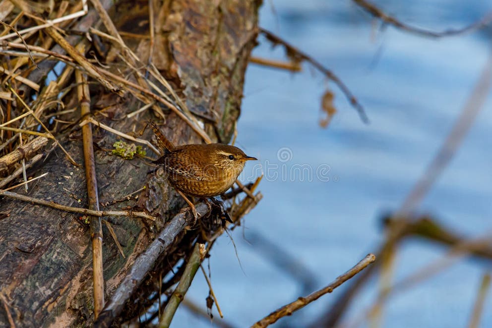 Wiren on a branch stock image. Image of nature, animal - 211172941