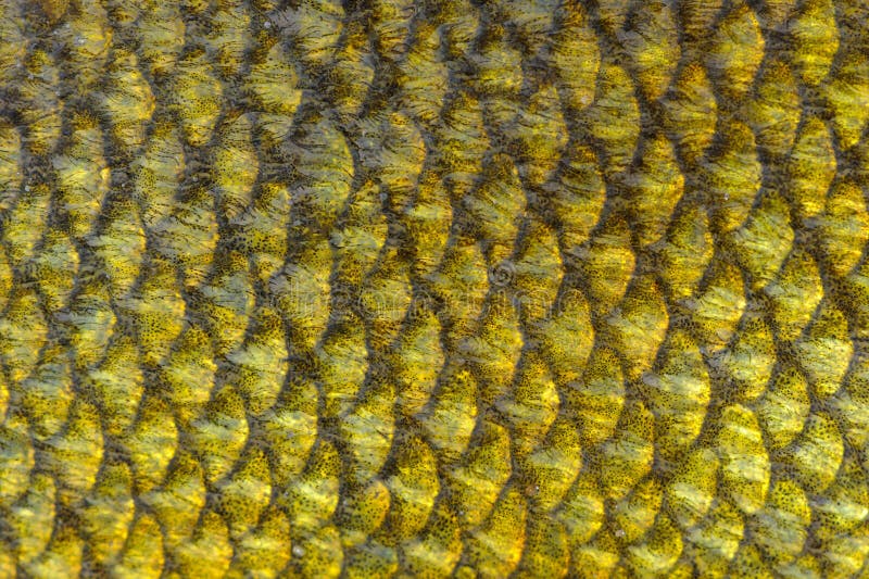 Art Real-zander Fischschuppen Stockfoto - Bild von skalen, element ...