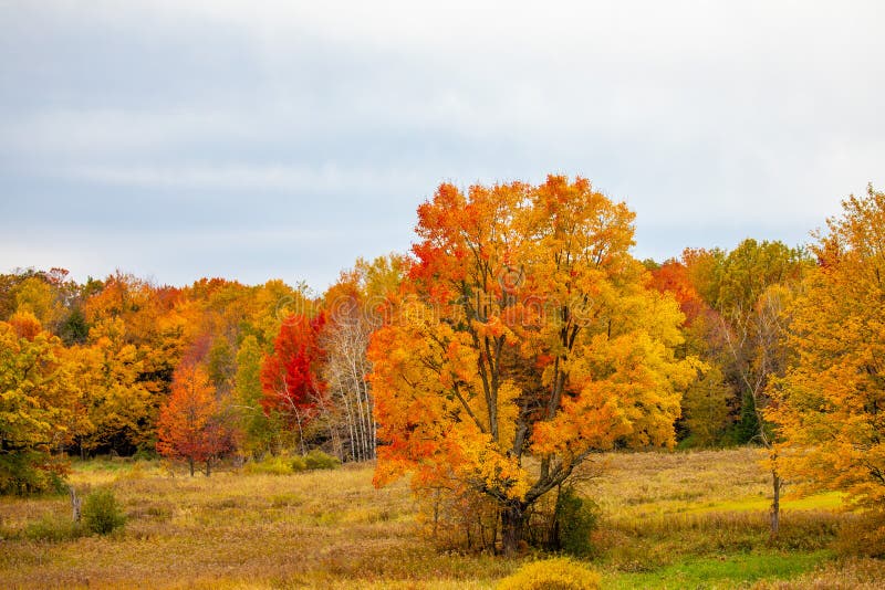 Wisconsin Colorful Forest in October Stock Image - Image of outdoors ...