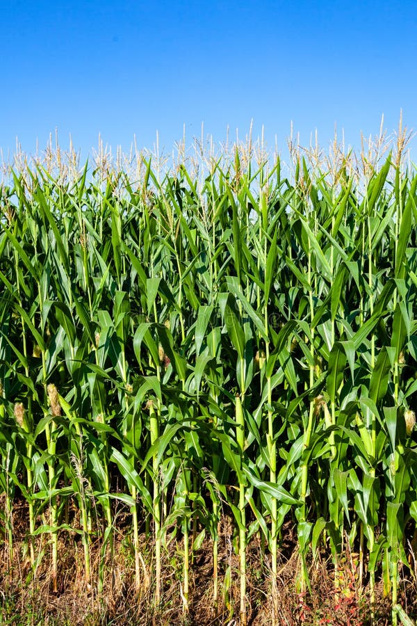 Wisconsin Cornfield in August with a Blue Sky Stock Photo - Image of ...
