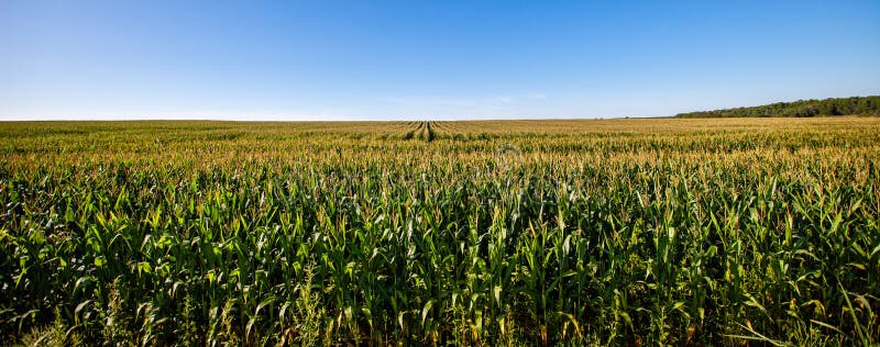 Wisconsin Cornfield with a Blue Sky in Early September Stock Image ...