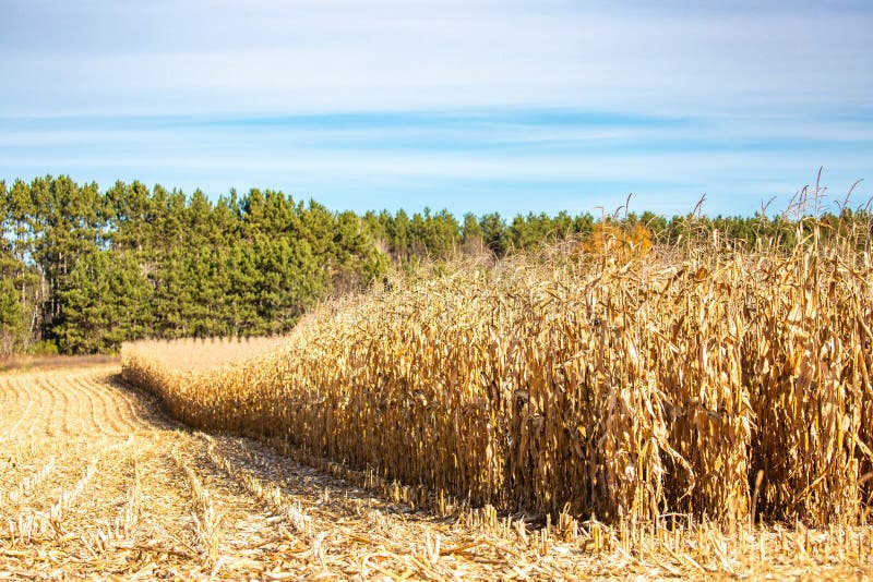 Wisconsin Cornfield with a Blue Sky Stock Photo - Image of growing ...