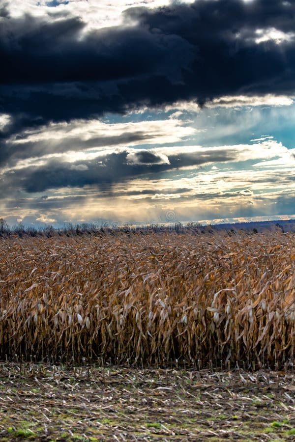 Wisconsin Cornfield with Clouds in Late October Stock Image - Image of ...