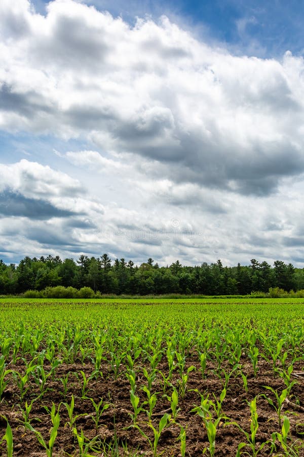 Wisconsin Cornfield in Early Summer Stock Image - Image of maize, industry: 324222315