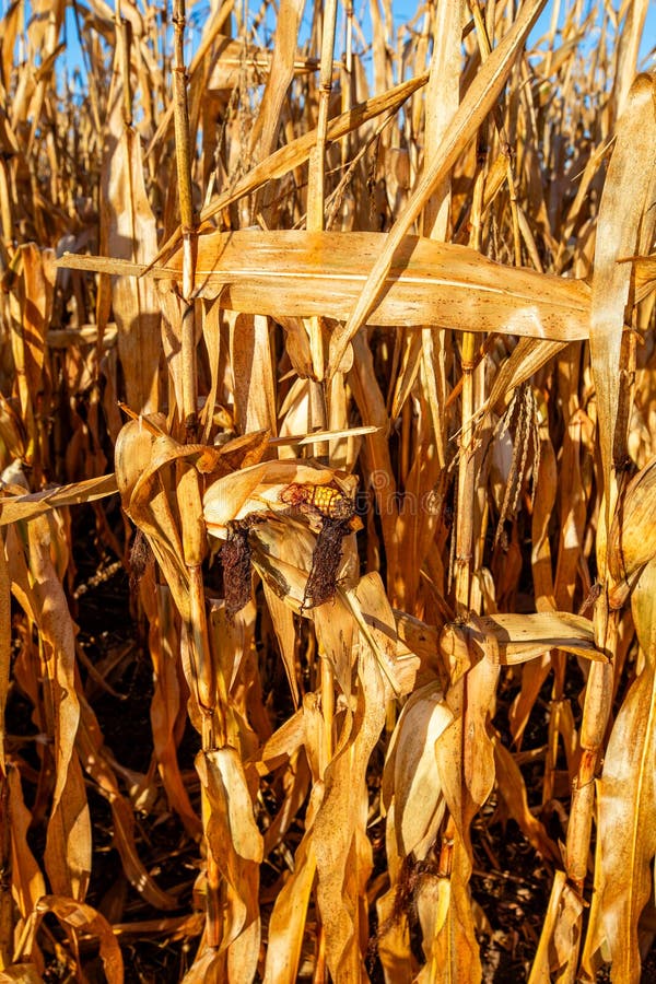Wisconsin Cornfield in November Ready To Harvest Stock Photo - Image of ...