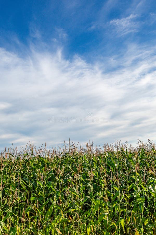 Wisconsin Cornfield at the Start of Autumn Stock Photo - Image of ...