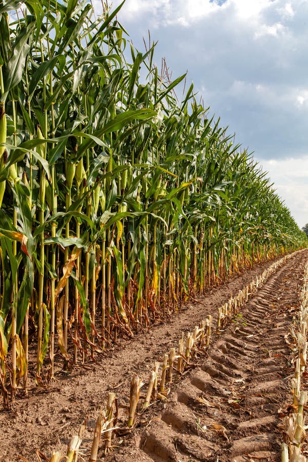 Wisconsin Cornfield with Clouds in Late October Stock Image - Image of ...