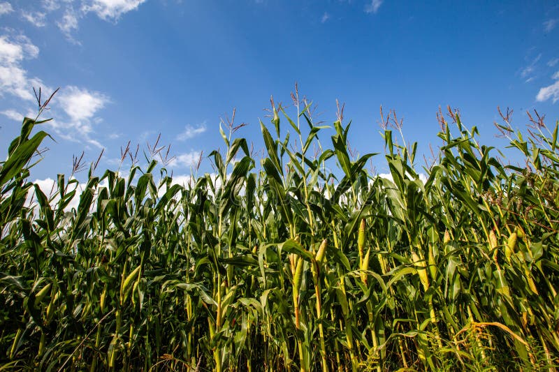 Wisconsin Cornfield with White Clouds and a Blue Sky in September Stock ...