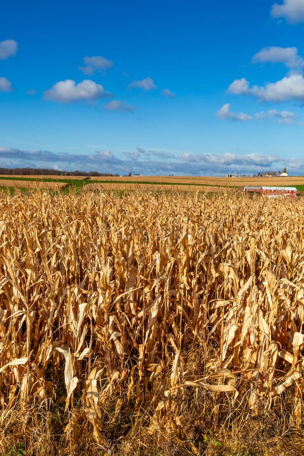 Wisconsin Cornfields in October with Couds in the Sky Stock Image ...