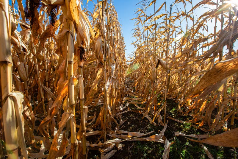 Wisconsin Cornfields in October with Sun in the Sky Stock Image - Image ...