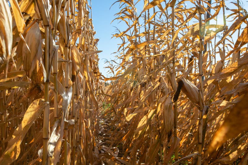 Wisconsin Cornfields in October with Sun in the Sky Stock Image - Image ...
