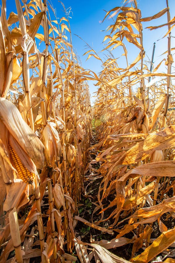 Wisconsin Cornfields in October with Sun in the Sky Stock Image - Image ...