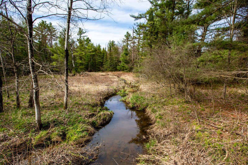 Wisconsin Forest with a Creek Running through it in Springtime Stock ...