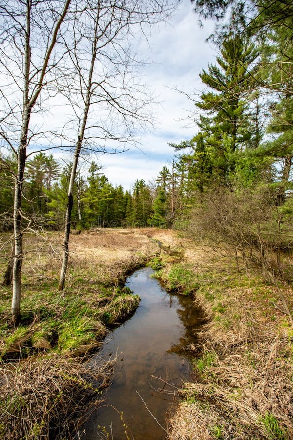 Wisconsin Forest with a Creek Running through it in Springtime Stock ...