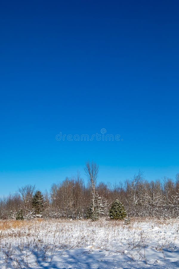 Wisconsin Forest after a February Snowfall with a Blue Sky Stock Photo ...