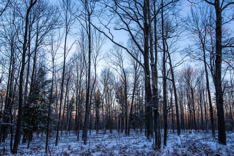 Wisconsin Forest with Snow Early in the Morning Stock Image - Image of ...