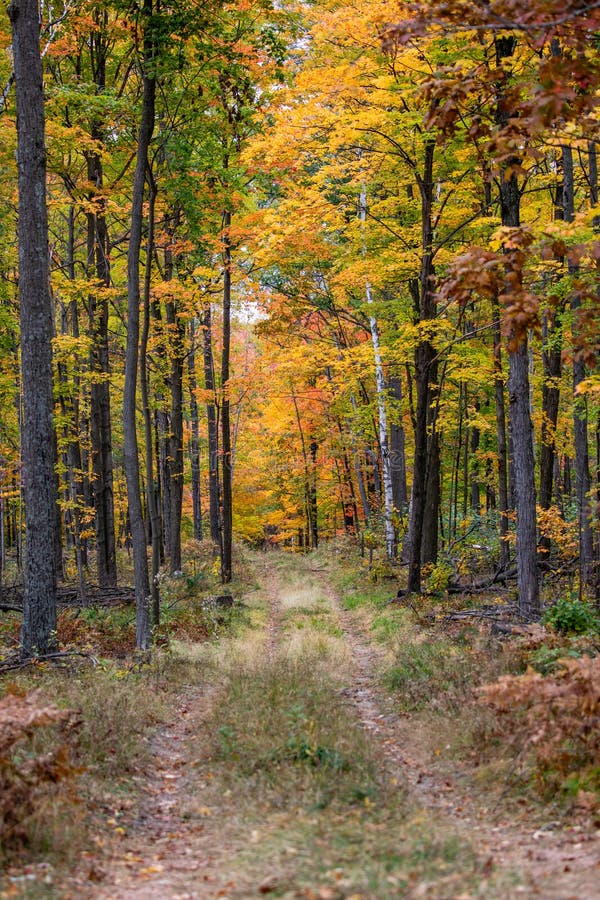 Wisconsin Logging Road Going through a Colorful Forest in October Stock ...